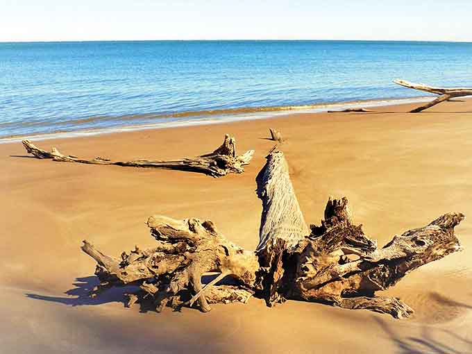 Golden sunshine bathes the bleached driftwood, transforming ordinary fallen trees into luminous coastal sculptures.