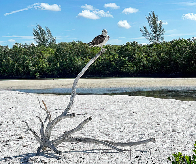 These fish-eating hawks use every available perch, turning bleached driftwood into observation posts that would make any security guard jealous.