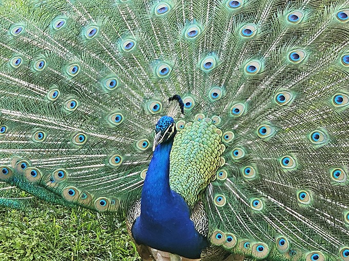 "My good side? Darling, I have no bad sides." This peacock's spectacular display proves nature invented showing off long before Instagram.