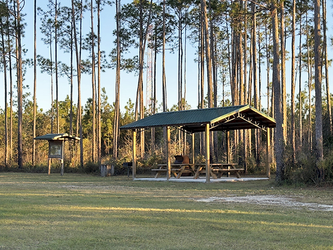 Lunch with a view that doesn't require reservations – Belmore's picnic pavilions offer five-star scenery without the wait list.