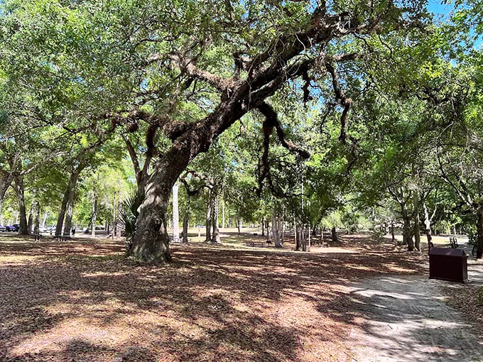 This shaded picnic spot has hosted generations of family gatherings, where memories are made between bites of sandwiches.