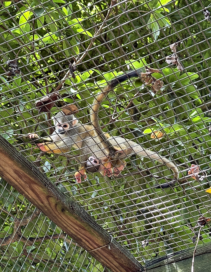 The jungle becomes a playground where social bonds form through play &ndash; monkey see, monkey do, monkey have more fun than you.