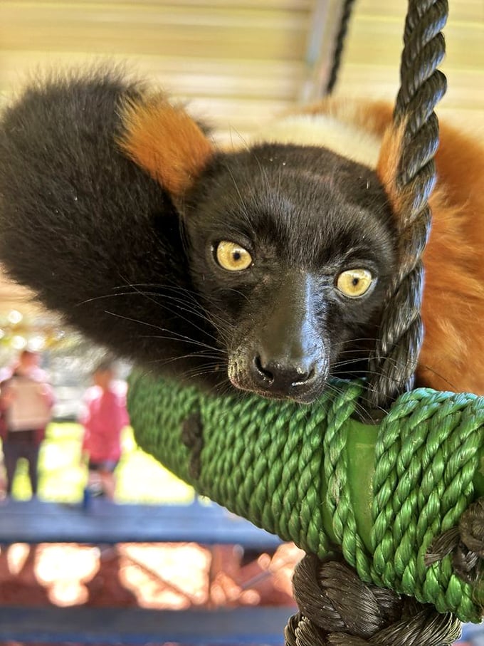 A lemur's hypnotic golden eyes peer directly into the camera, showcasing the intense connection visitors often feel with these intelligent primates.