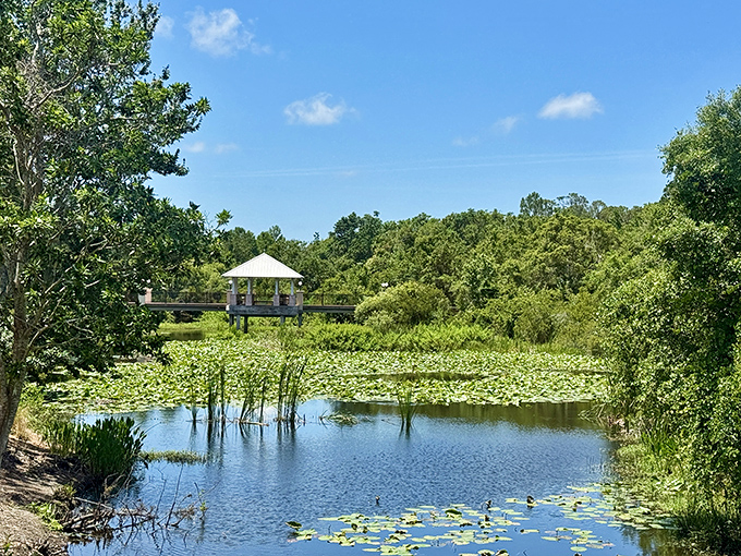 Lily pads dot the tranquil waters like nature's stepping stones, creating a Monet painting come to life.