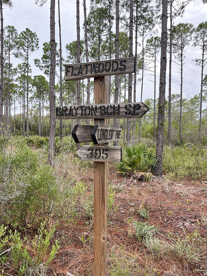 The wooden signpost speaks the universal language of "you are here." Florida's version of a subway map, just with more oxygen and fewer delays.