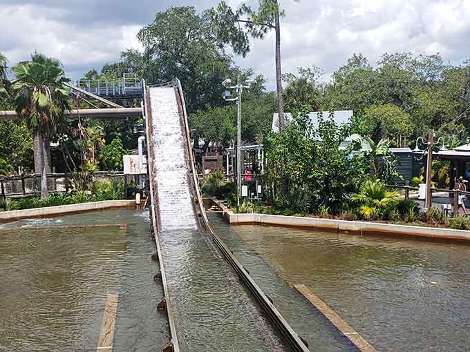 The slide beckons with the siren song of summer fun, conveniently located where you least expect it among the wildlife exhibits.