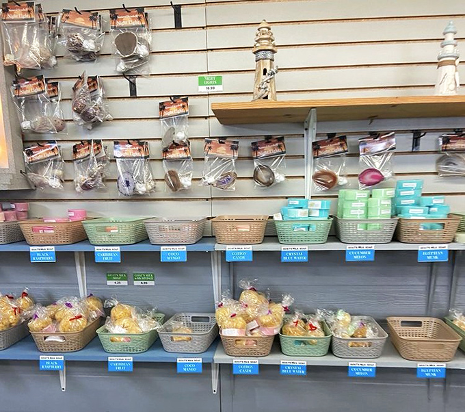 A meticulously organized collection that would make any marine biologist (or clean freak) swoon with delight.