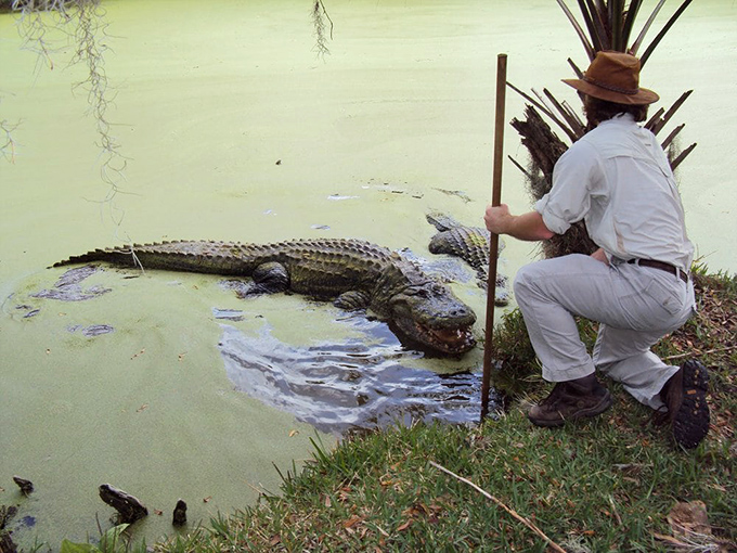 Knowledgeable guides share fascinating facts about Florida's wildlife, turning a simple boat ride into an educational adventure.
