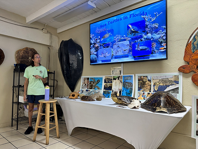 Educational presentations bring turtle biology to life, with staff sharing fascinating facts about these ancient mariners who've navigated oceans for millions of years.