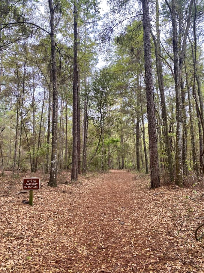 Trails: Pine-scented pathways carpeted with fallen needles invite exploration through Florida's natural side &ndash; no mouse ears required.