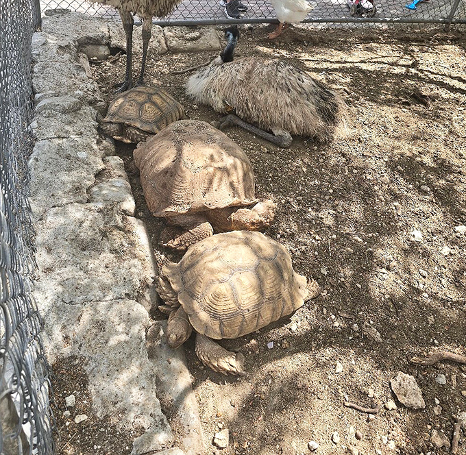 Shell yeah! These tortoises move with the unhurried confidence of creatures who know they're living their best lives in Florida's sunshine.