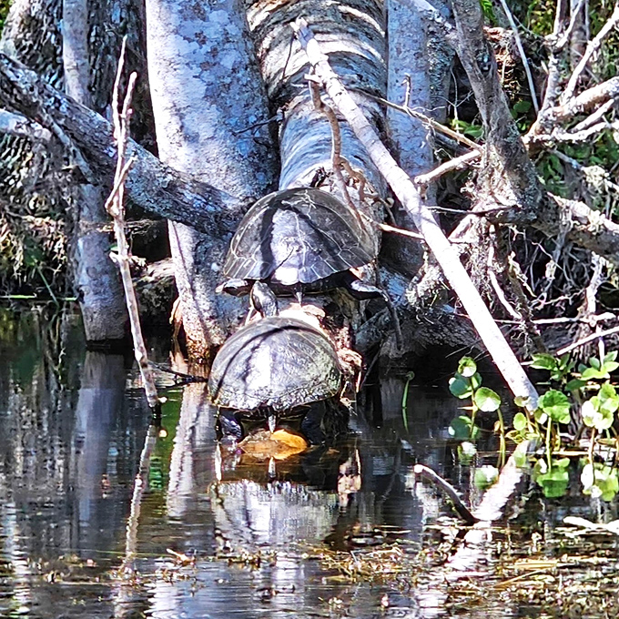 Turtles sunbathing on fallen logs &ndash; nature's original spa day that makes you wonder who's really watching whom in this underwater paradise.