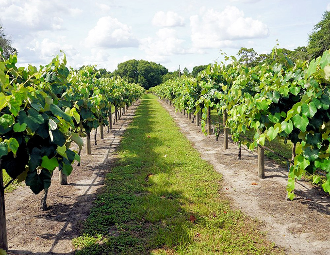 Rows of vines standing at attention under the Florida sun, like green soldiers guarding the secret to happiness one grape cluster at a time.