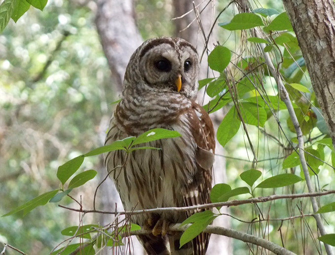 A barred owl surveys its domain with unblinking intensity, a reminder that we're merely guests in this wild neighborhood.