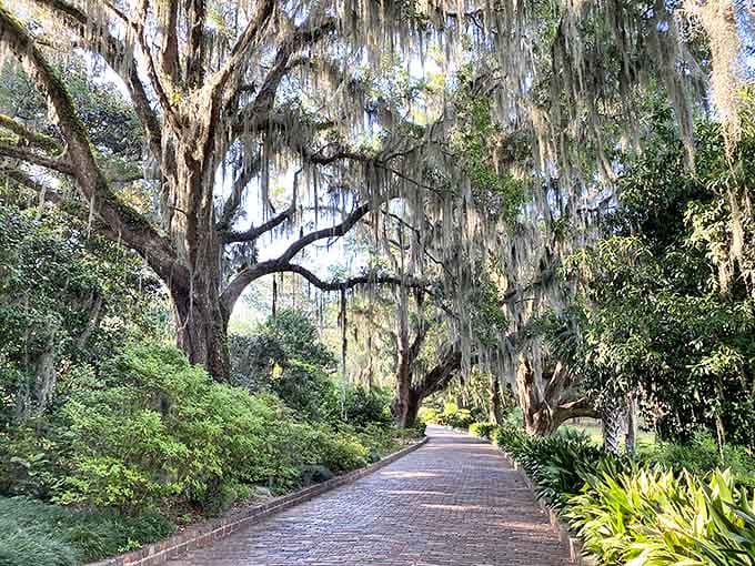 Spanish moss drapes from these oaks like nature's own curtains in this peaceful walkway.