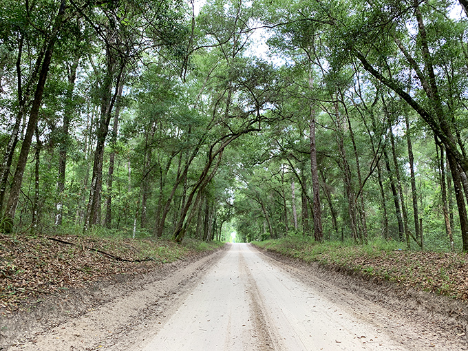 Bellamy Road's unpaved sections transport travelers back in time, following the path of one of Florida's oldest travel routes beneath a protective green canopy.