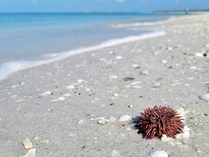 Spiky surprise! Captiva's purple sea urchin rests like a crown jewel—nature's version of finding Waldo.