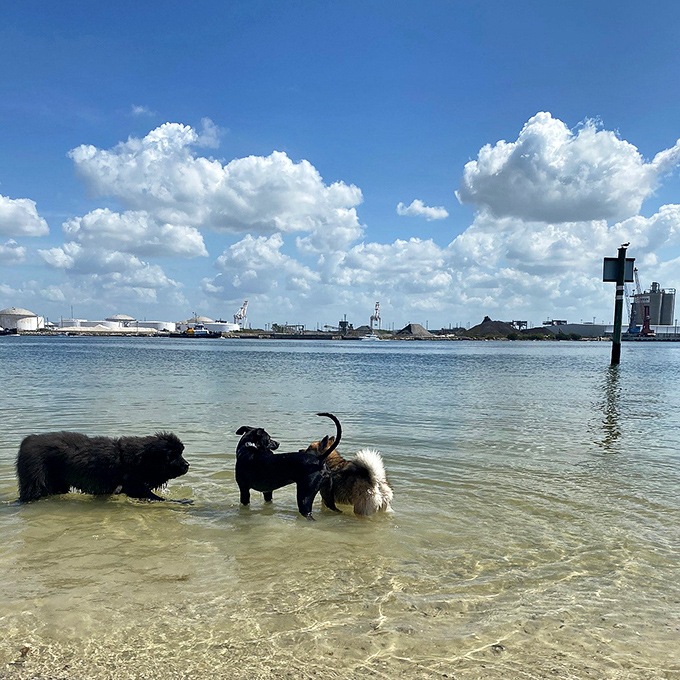 Three dogs cooling off in Tampa's urban oasis, proving that city pups need beach days too!
