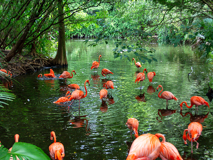 The flamingos at Jacksonville Zoo demonstrate their social nature, often gathering in groups that highlight their spectacular coloring.