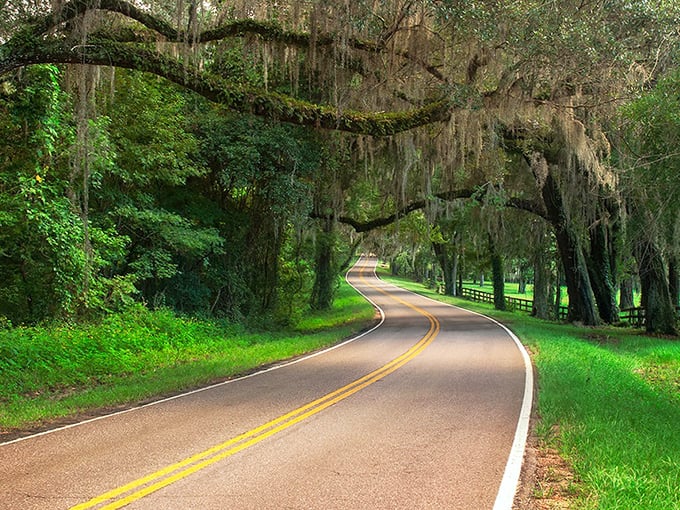 Nature's own tunnel of love &ndash; where ancient oaks create a green cathedral that makes every drive feel sacred.