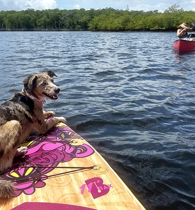 Water-loving dog enjoying the view from a paddleboard at Oleta River State Park, where mangrove waterways create perfect paddling adventures.
