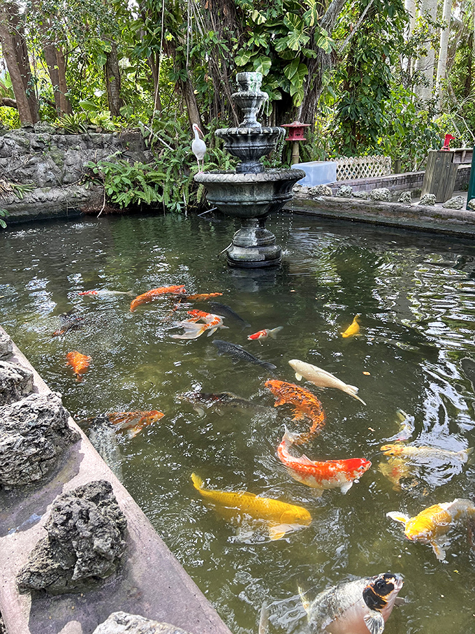 A tranquil koi pond at Sarasota Jungle Gardens features colorful fish swimming beneath a decorative fountain. The peaceful setting invites visitors to slow down and relax.