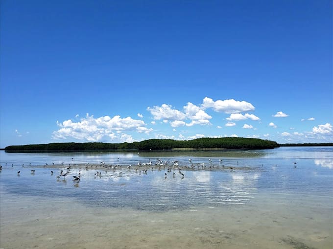 Shallow waters and resting shorebirds create a peaceful coastal scene that feels calm and untouched.