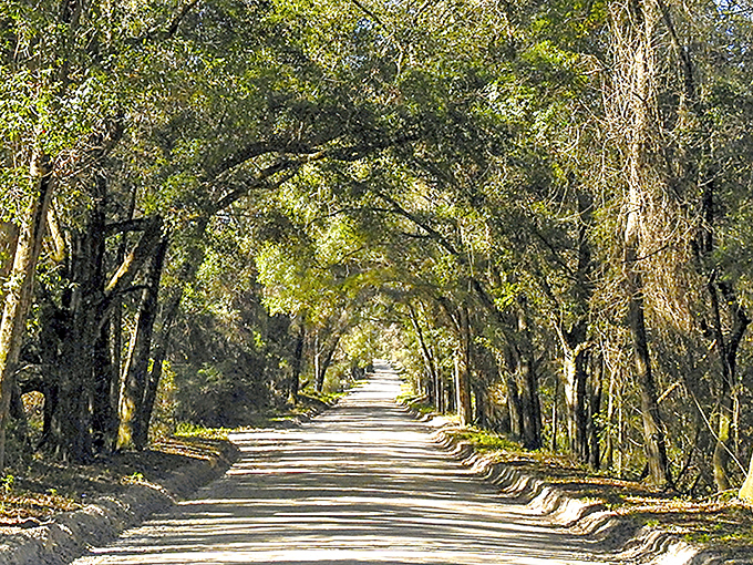 History and nature intertwine along Bellamy Road, where trees that might have witnessed Florida's earliest statehood days still stand guard.