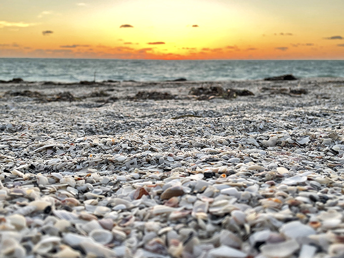 Shell collector's dream! Captiva's sunset transforms countless shells into a treasure chest for modern-day pirates.