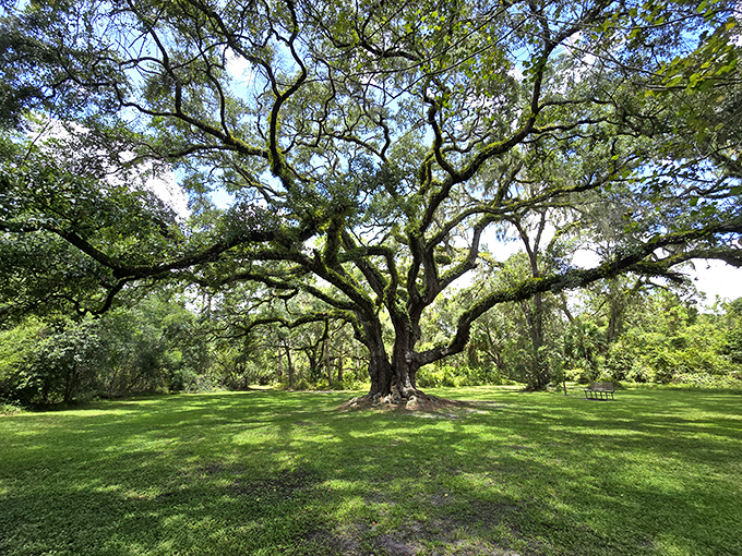 Nature's cathedral! This magnificent oak at Dade Battlefield Historic State Park spreads its ancient arms across the lawn, creating a peaceful sanctuary.
