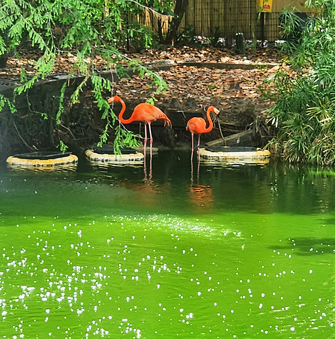 Jacksonville Zoo's flamingo exhibit showcases these graceful birds in a naturalistic setting where visitors can observe their fascinating feeding techniques.
