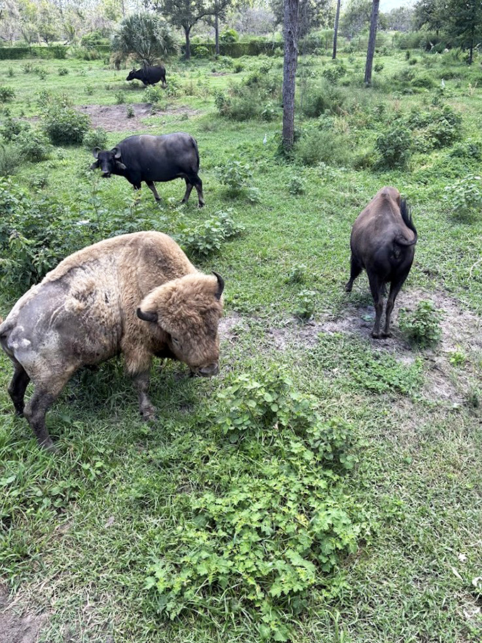 American bison roam the property, looking simultaneously majestic and slightly confused about their Florida residency.