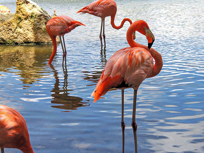 Synchronized standing never looked so good &ndash; these pink performers don't need choreographers to create living art.