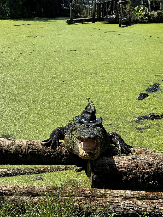 "I wore my fancy hat today," thinks this sunbathing alligator, sporting headwear that would turn heads at any Kentucky Derby or royal wedding.
