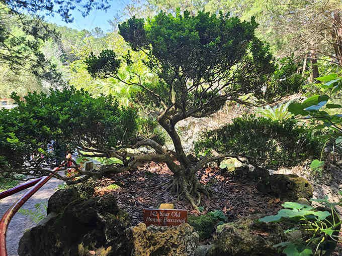 The lakeside pavilion offers respite from Florida's enthusiastic sunshine, a shaded spot to contemplate nature's extravagant display.