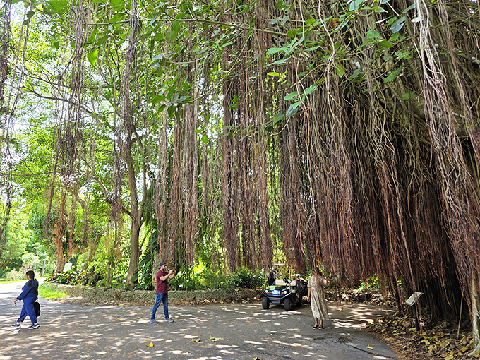 Visitors marvel at the ancient banyan trees, whose hanging roots create natural curtains that seem to whisper centuries of secrets.