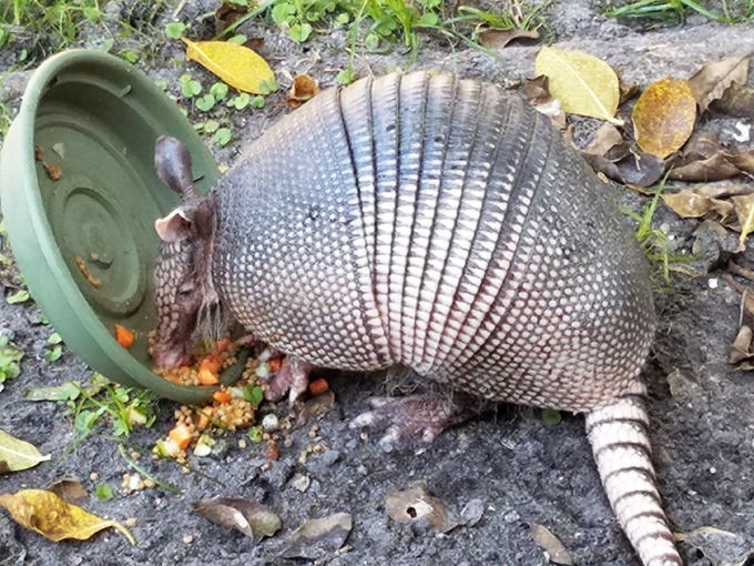 Armadillos: nature's way of proving that even animals wearing medieval armor need a helping hand sometimes.