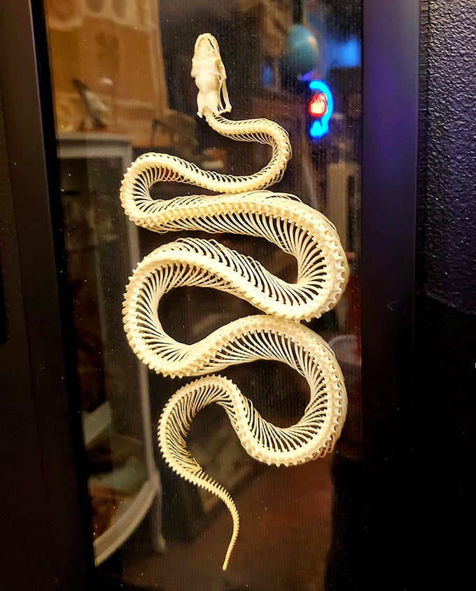 This articulated snake skeleton coils hypnotically in its display case, showcasing the intricate vertebral structure that once supported a sinuous predator.