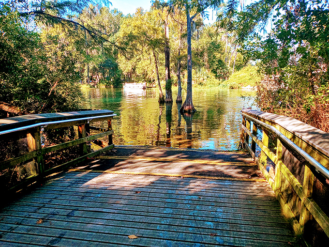 Blue Run of Dunnellon Park's wooden boardwalk invites contemplation as cypress trees stand sentinel in the crystalline waters.