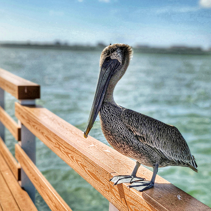 This brown pelican isn't just bird-watching &ndash; he's judging your fishing technique with the expertise of a thousand successful dives.
