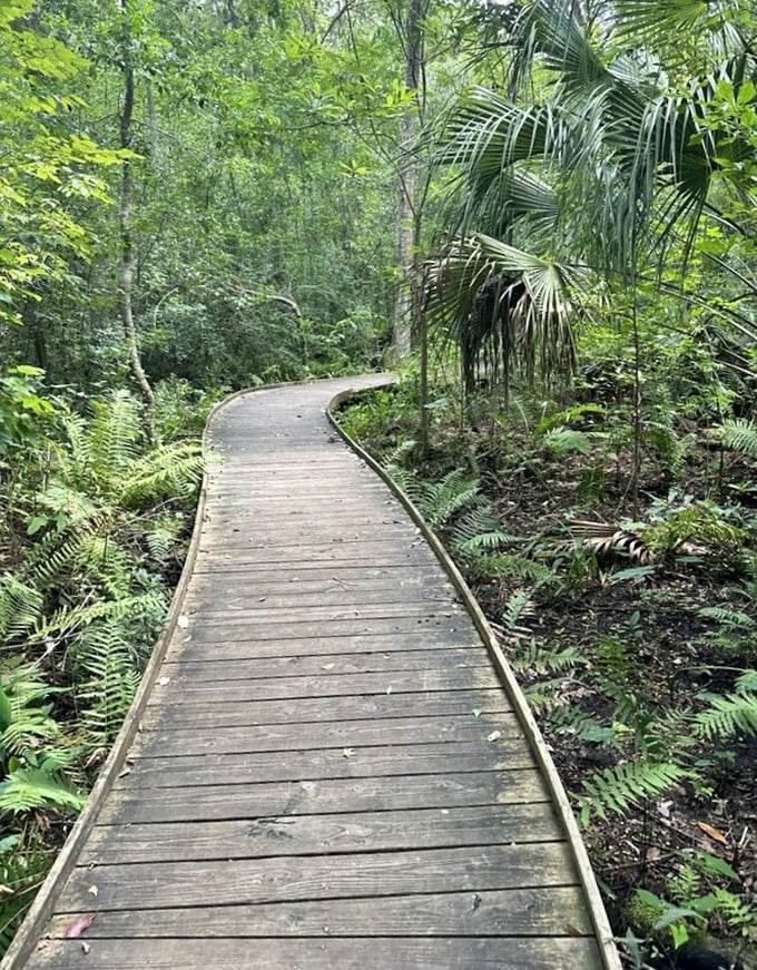 The curved boardwalk through palmettos isn't just Instagram-worthy &ndash; it's a journey through Florida's native landscape without the swamp boots.
