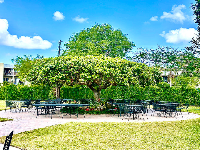 What a gorgeous setting! Lunch under this massive, perfectly shaped sea grape tree truly feels like a tropical escape.