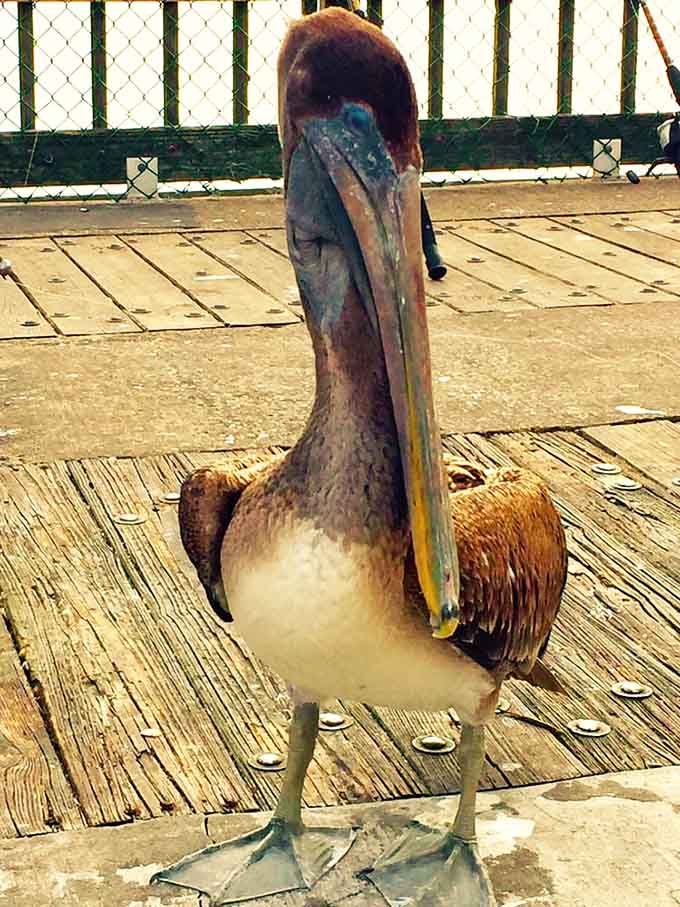This pelican has clearly figured out that posing on the pier is easier than actually fishing, working smarter not harder like a true Florida local.