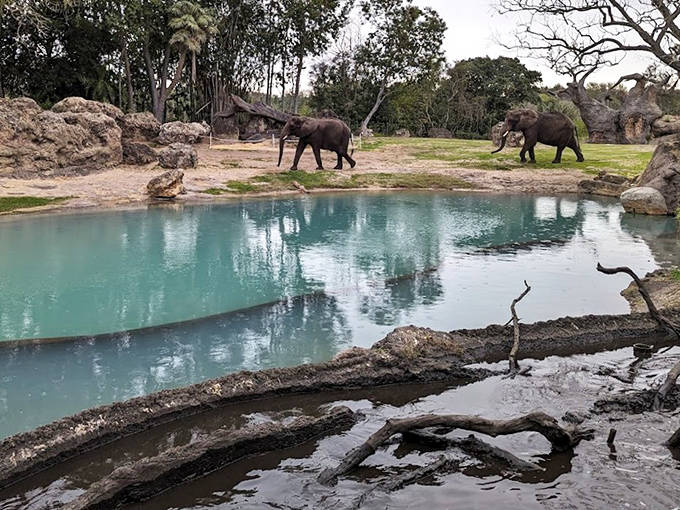 Real elephants roam near their carved counterparts, creating a beautiful connection between Disney's artistic vision and actual conservation efforts.