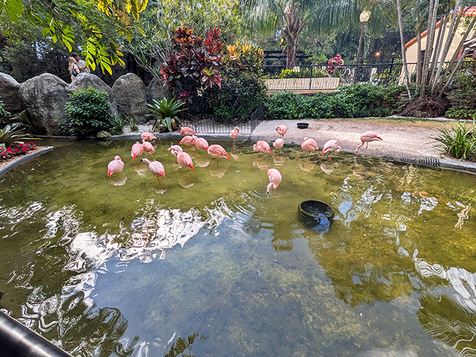 Florida's famous flamingo residents strike their signature poses, pink plumage popping against the garden's lush green backdrop.