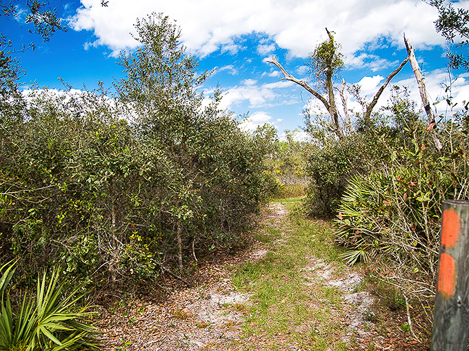 The narrow path whispers promises of discovery as it winds through dense scrub vegetation.