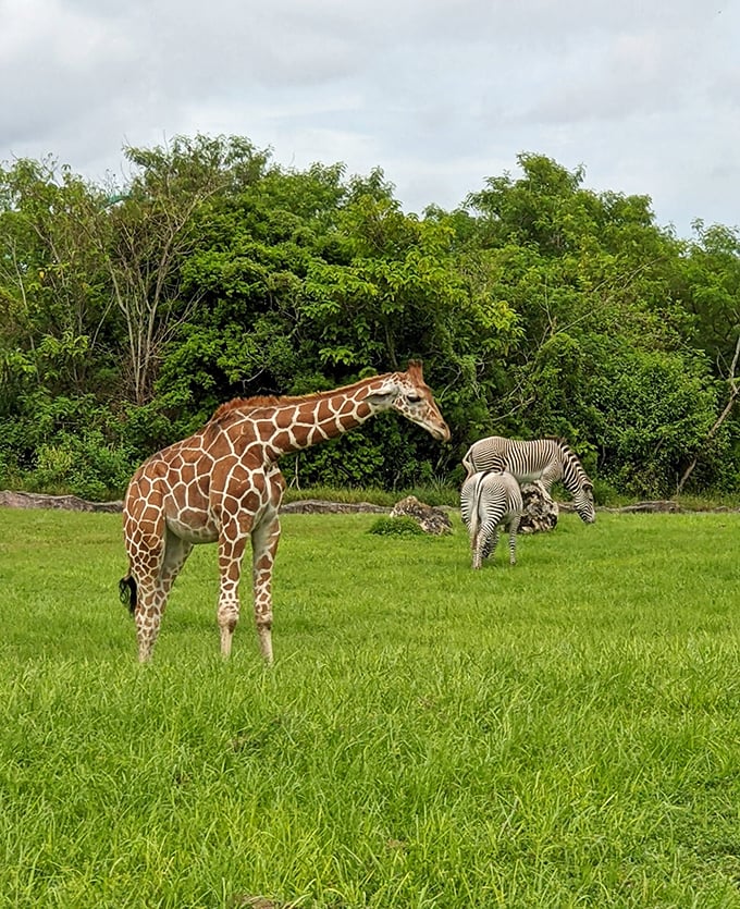 Morning light bathes the expansive field where giraffes and zebras graze together, their contrasting patterns creating nature's perfect composition.