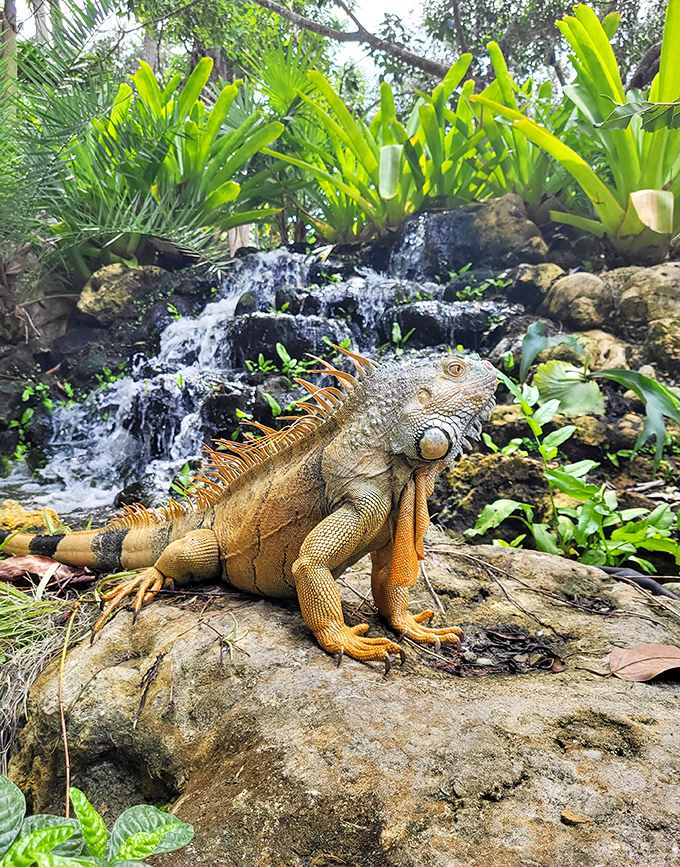 Nature's living sculpture &ndash; this magnificent iguana basks by a waterfall, its spiky crest catching sunlight like a prehistoric crown.