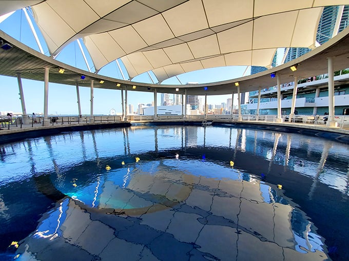 The Gulf Stream Aquarium's oculus creates a mesmerizing ceiling of living ocean, where rays and fish glide overhead in suspended animation.