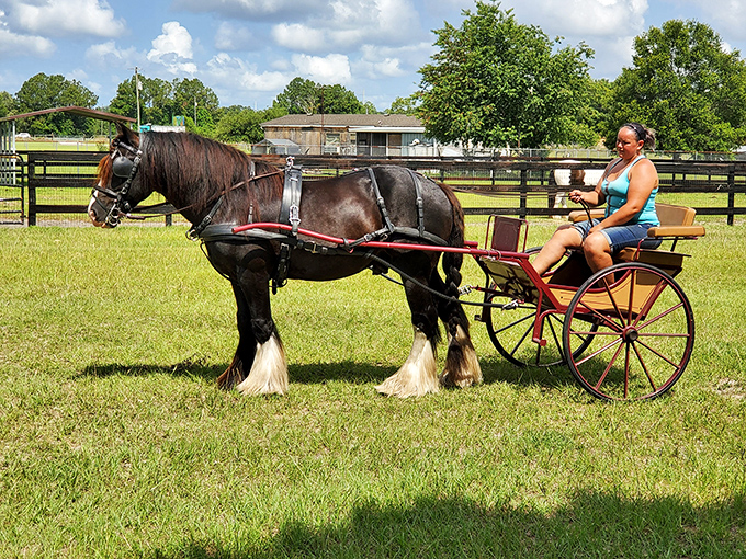 Horse-drawn carriage rides: where 19th-century transportation meets 21st-century Instagram opportunities. Time travel has never looked so elegant.
